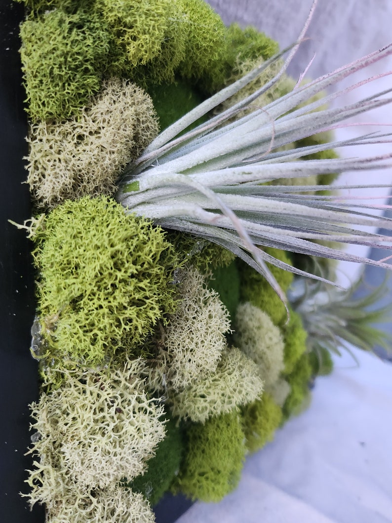 Preserved Moss Wall Art With Living Air Plants - Etsy