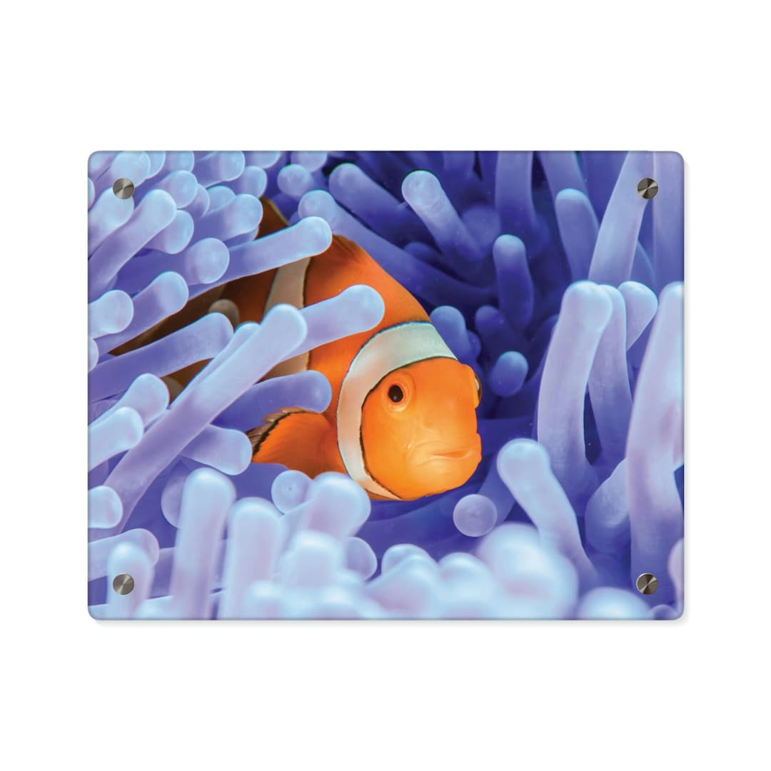 Clownfish Acrylic Wall Art, Underwater, Ocean Decor, Fish Poster ...