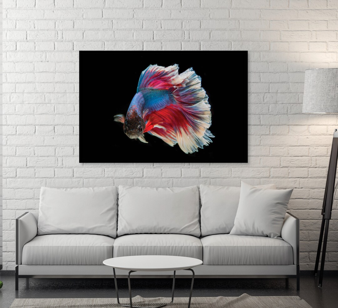 Betta Fish Poster Fish-themed Home Decor Print Artwork for - Etsy