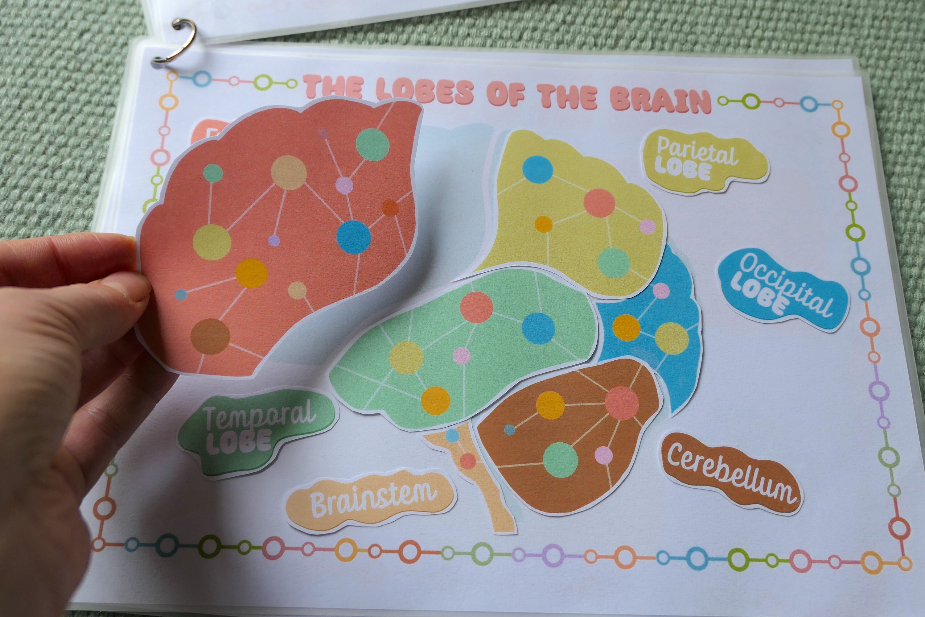 Human Brain Busy Book, Learn Brain Anatomy, Learn Brain Parts, Lobes of ...