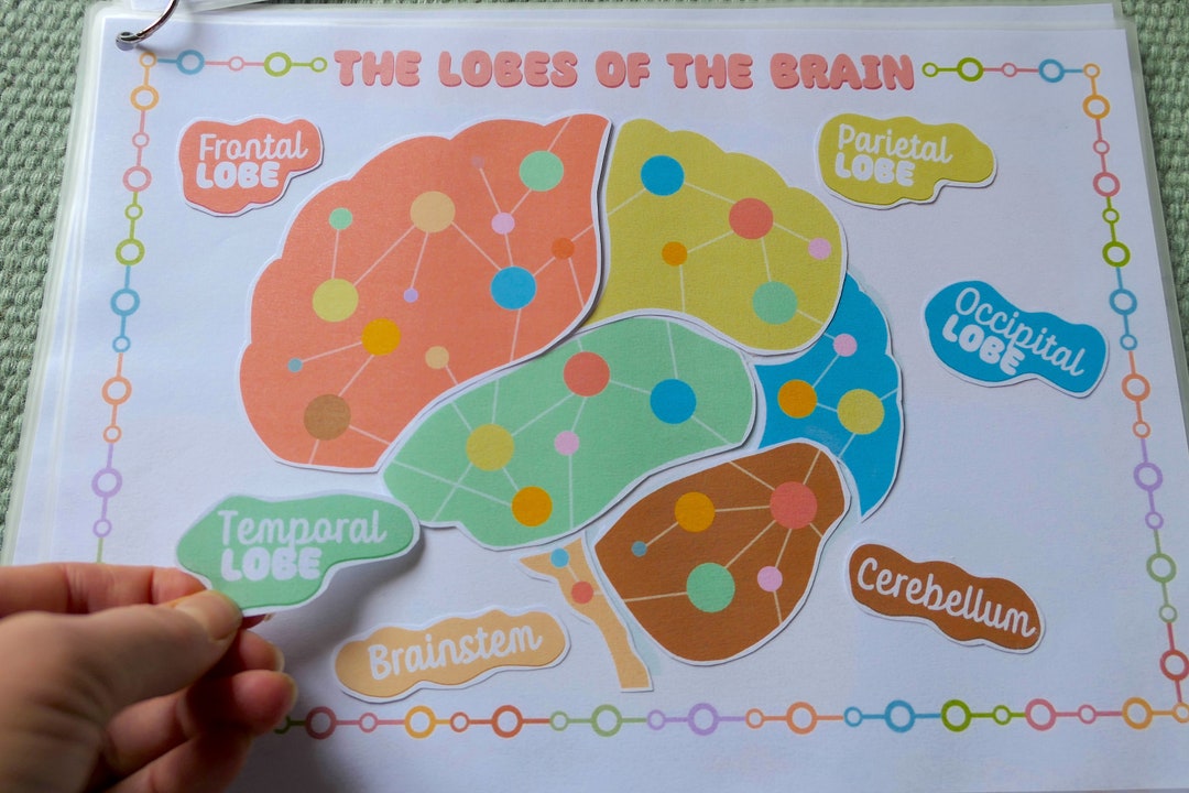 Human Brain Busy Book, Learn Brain Anatomy, Learn Brain Parts, Lobes of ...