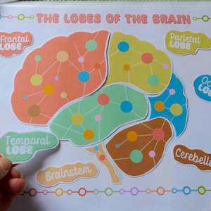 Human Brain Busy Book, Learn Brain Anatomy, Learn Brain Parts, Lobes of ...