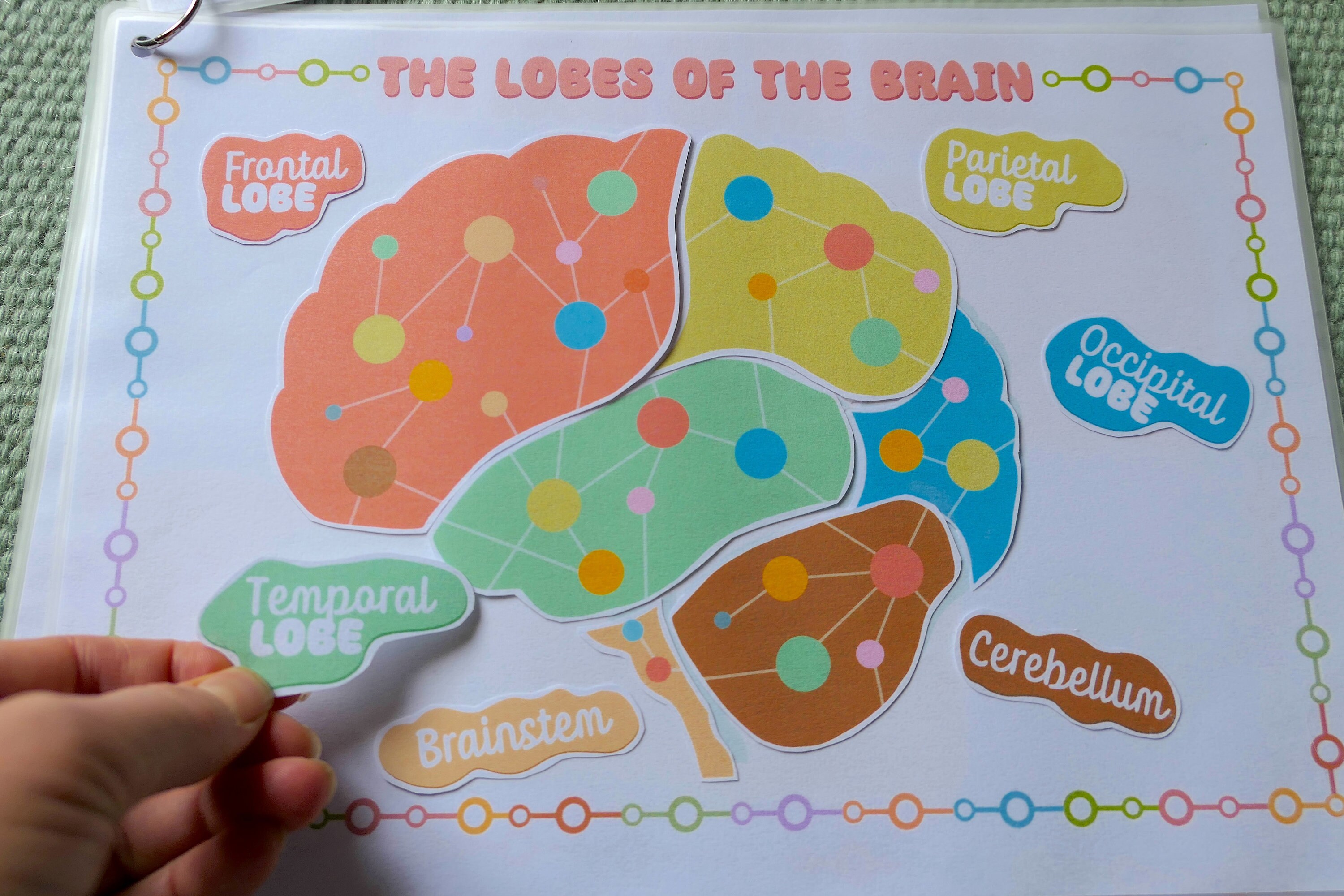 Human Brain Busy Book, Learn Brain Anatomy, Learn Brain Parts, Lobes of ...