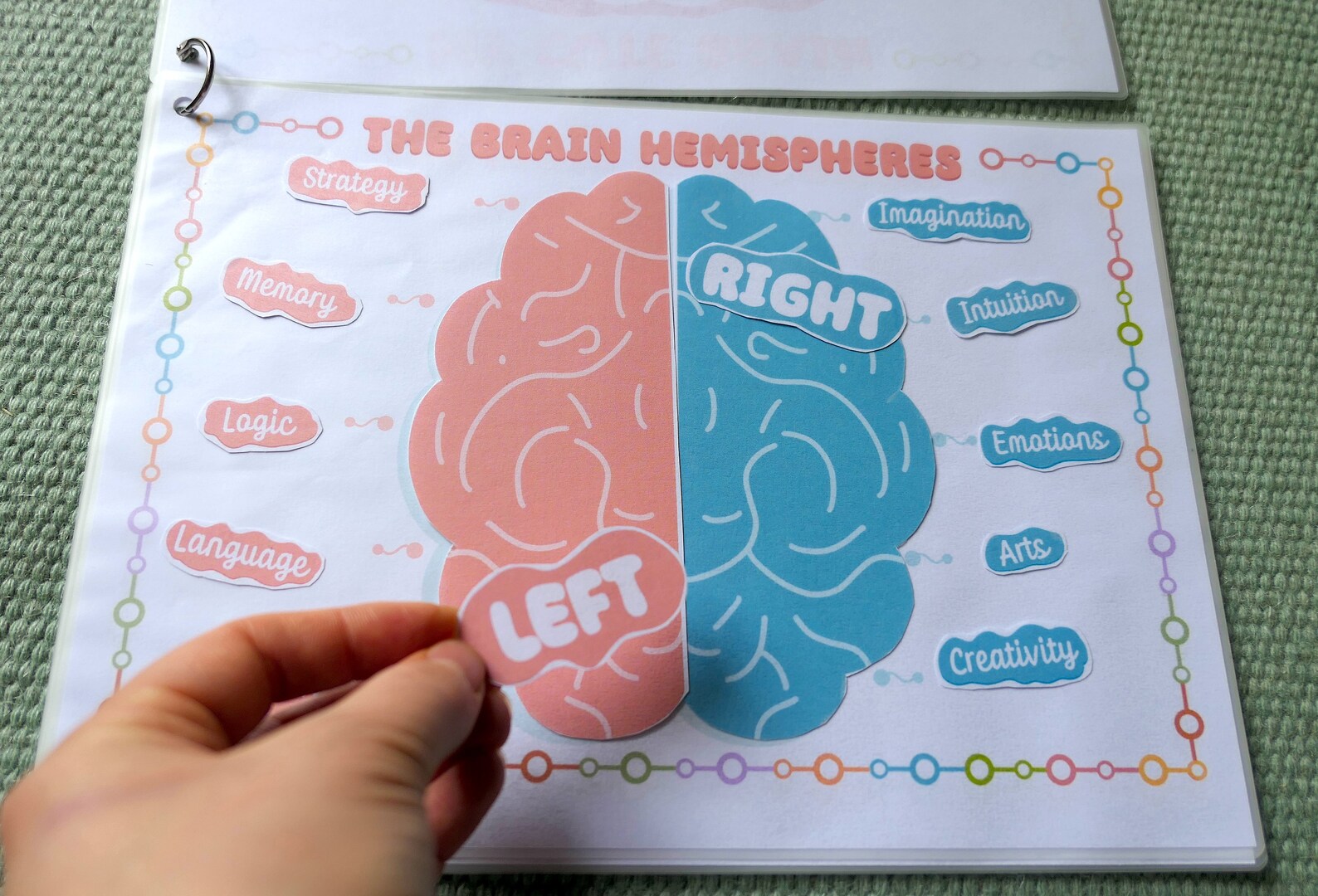 Human Brain Busy Book, Learn Brain Anatomy, Learn Brain Parts, Lobes of ...