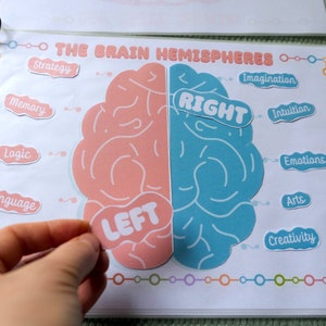 Human Brain Busy Book, Learn Brain Anatomy, Learn Brain Parts, Lobes of ...