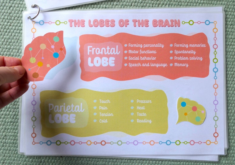 Human Brain Busy Book, Learn Brain Anatomy, Learn Brain Parts, Lobes of ...