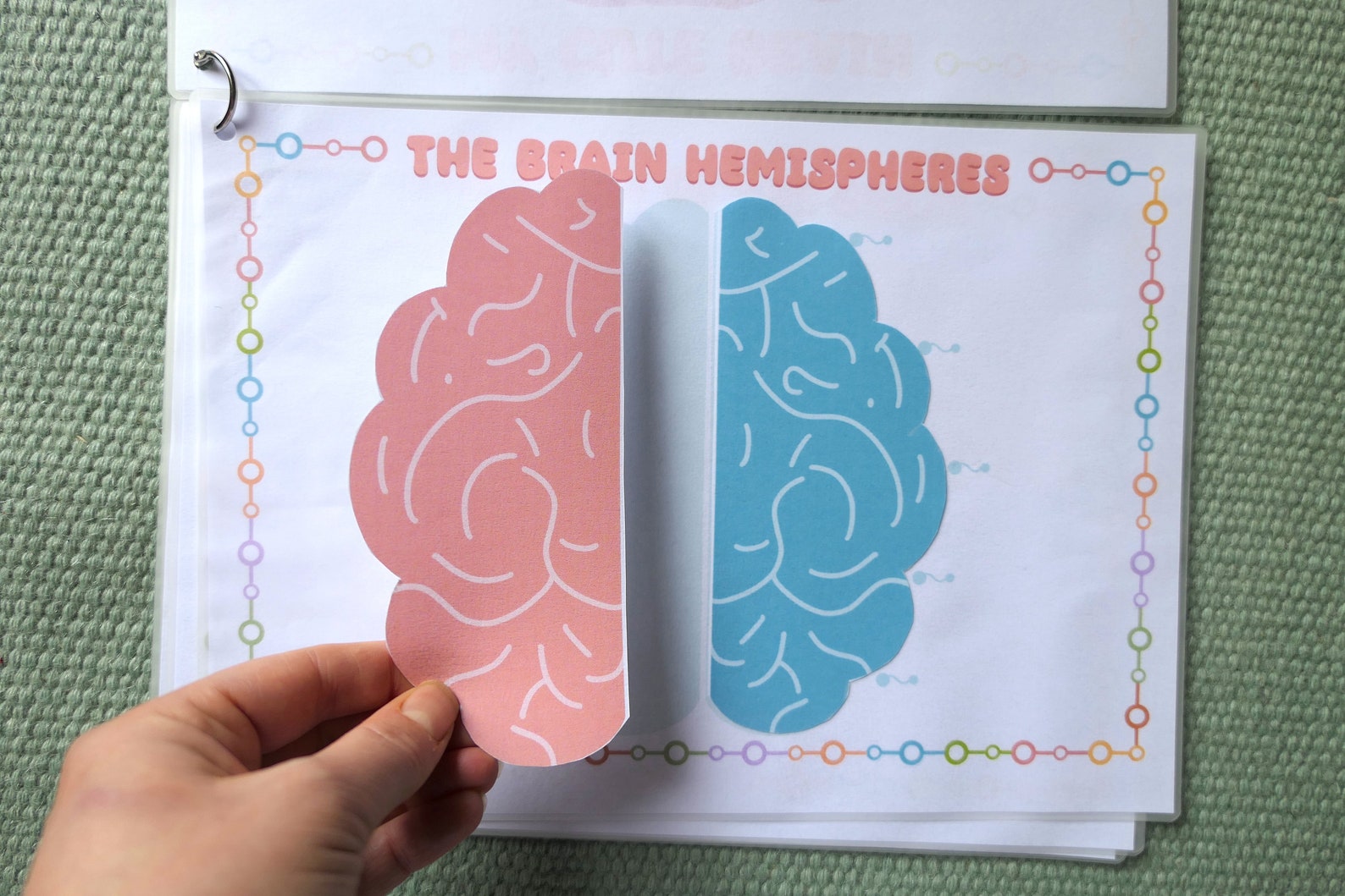 Human Brain Busy Book, Learn Brain Anatomy, Learn Brain Parts, Lobes of ...