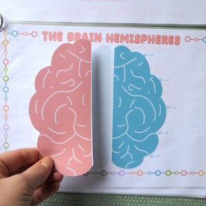 Human Brain Busy Book, Learn Brain Anatomy, Learn Brain Parts, Lobes of ...