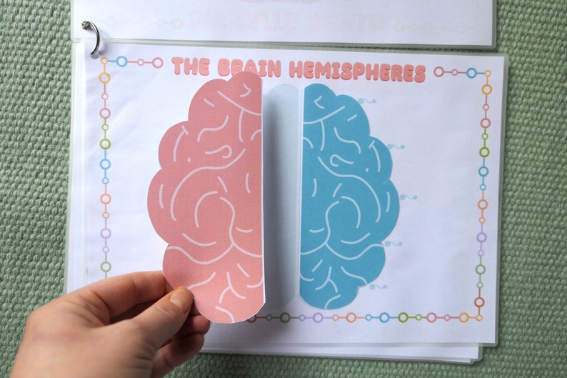 Human Brain Busy Book, Learn Brain Anatomy, Learn Brain Parts, Lobes of ...