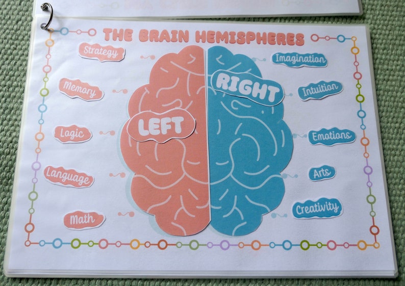 Human Brain Busy Book, Learn Brain Anatomy, Learn Brain Parts, Lobes of ...