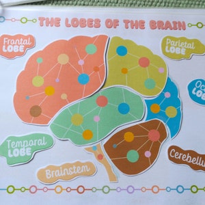 Human Brain Busy Book, Learn Brain Anatomy, Learn Brain Parts, Lobes of ...