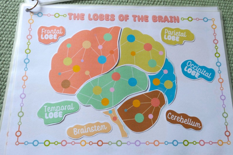 Human Brain Busy Book, Learn Brain Anatomy, Learn Brain Parts, Lobes of ...