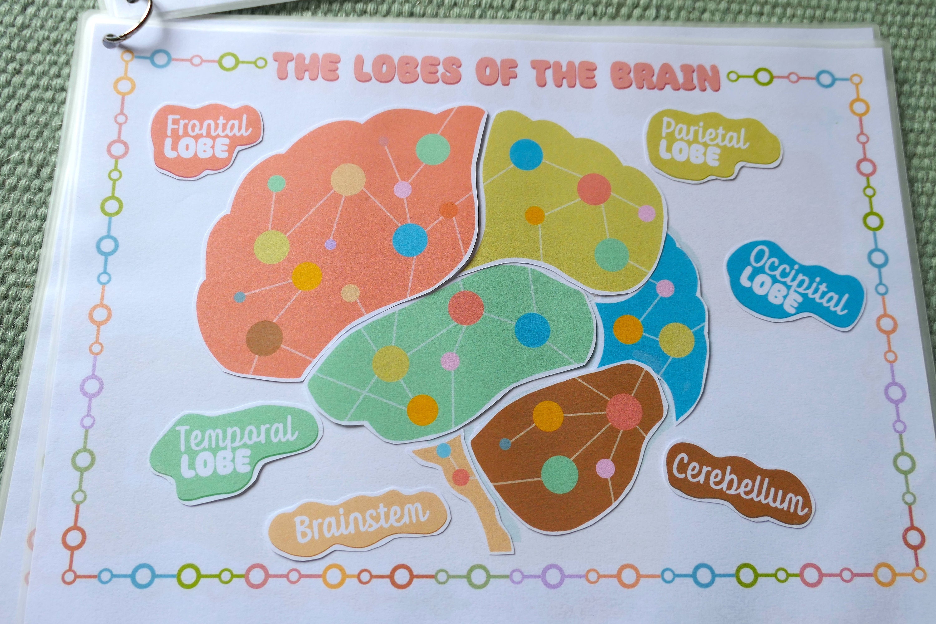 Human Brain Busy Book, Learn Brain Anatomy, Learn Brain Parts, Lobes of ...