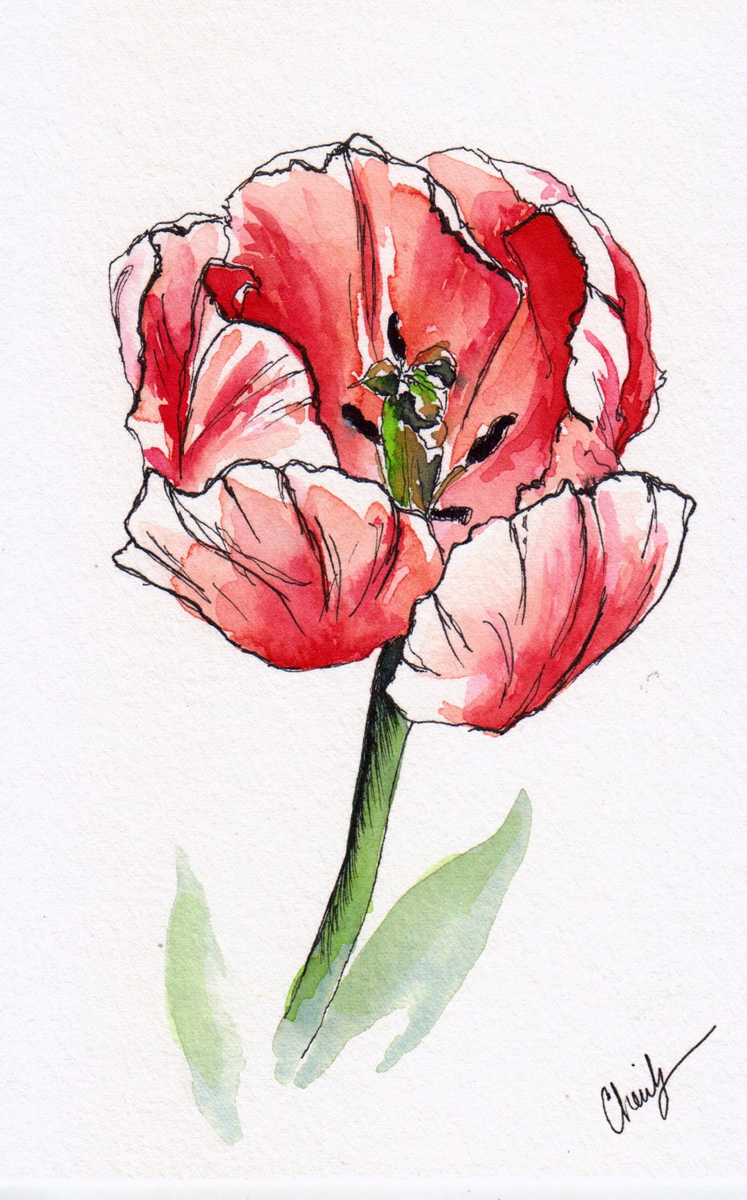 Red Tulip Flower 4x6 Original Watercolor Line and Wash Illustration Sketch Painting - Etsy