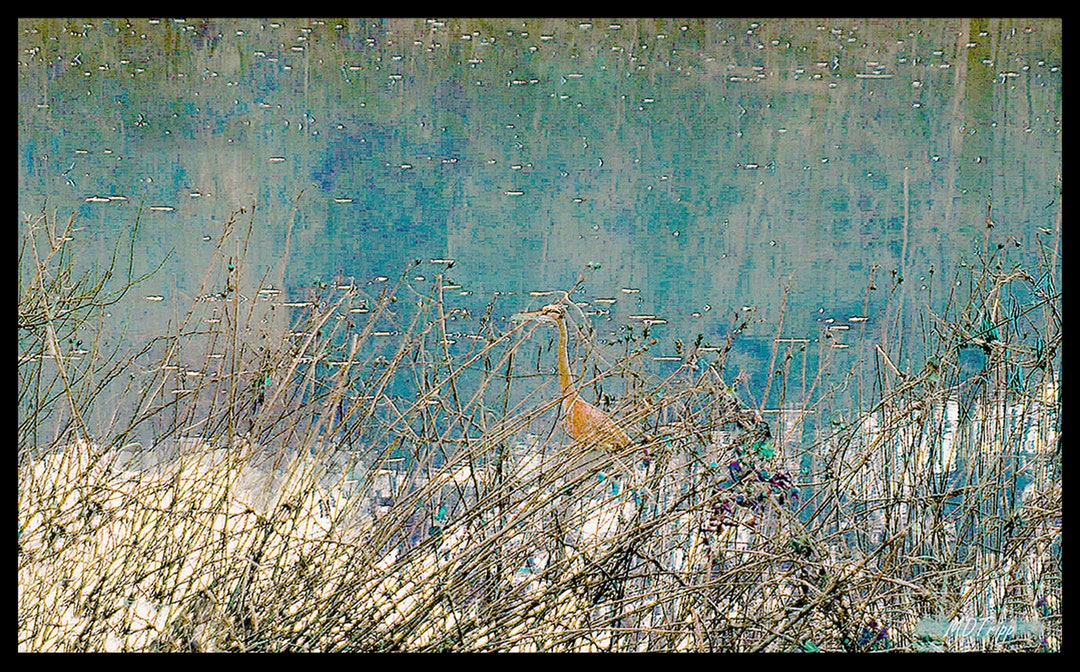 Floating Beauty - Exceptionally Wall Art Beautiful Fine Art Digital Photo Prints Artwork for ...