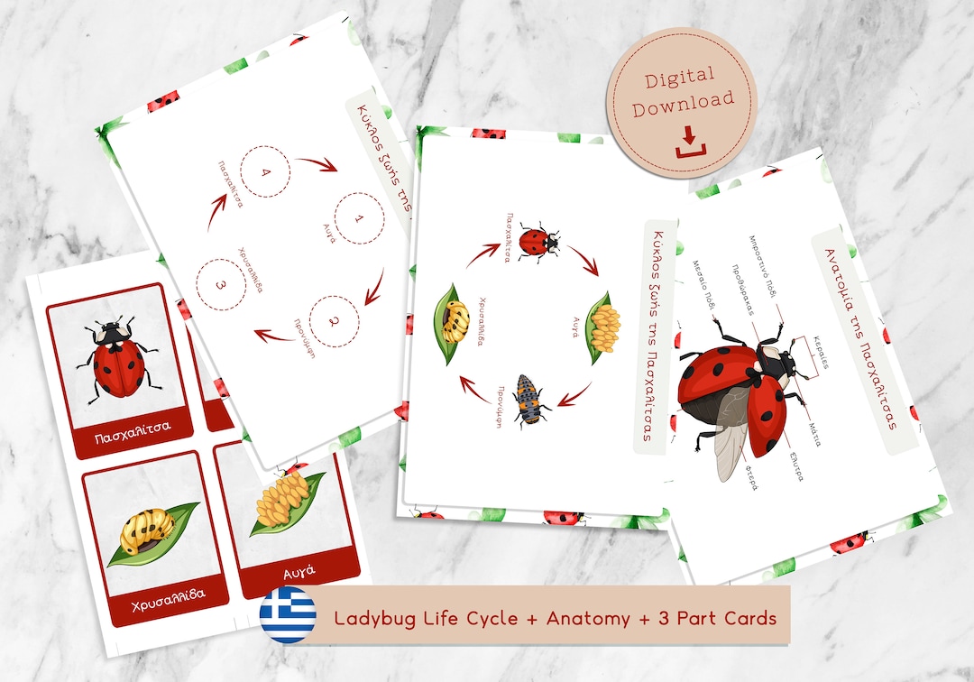 Greek Ladybug Life Cycle Anatomy 3 Part Cards Montessori Learning ...