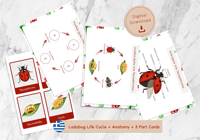 Greek Ladybug Life Cycle Anatomy 3 Part Cards Montessori Learning ...