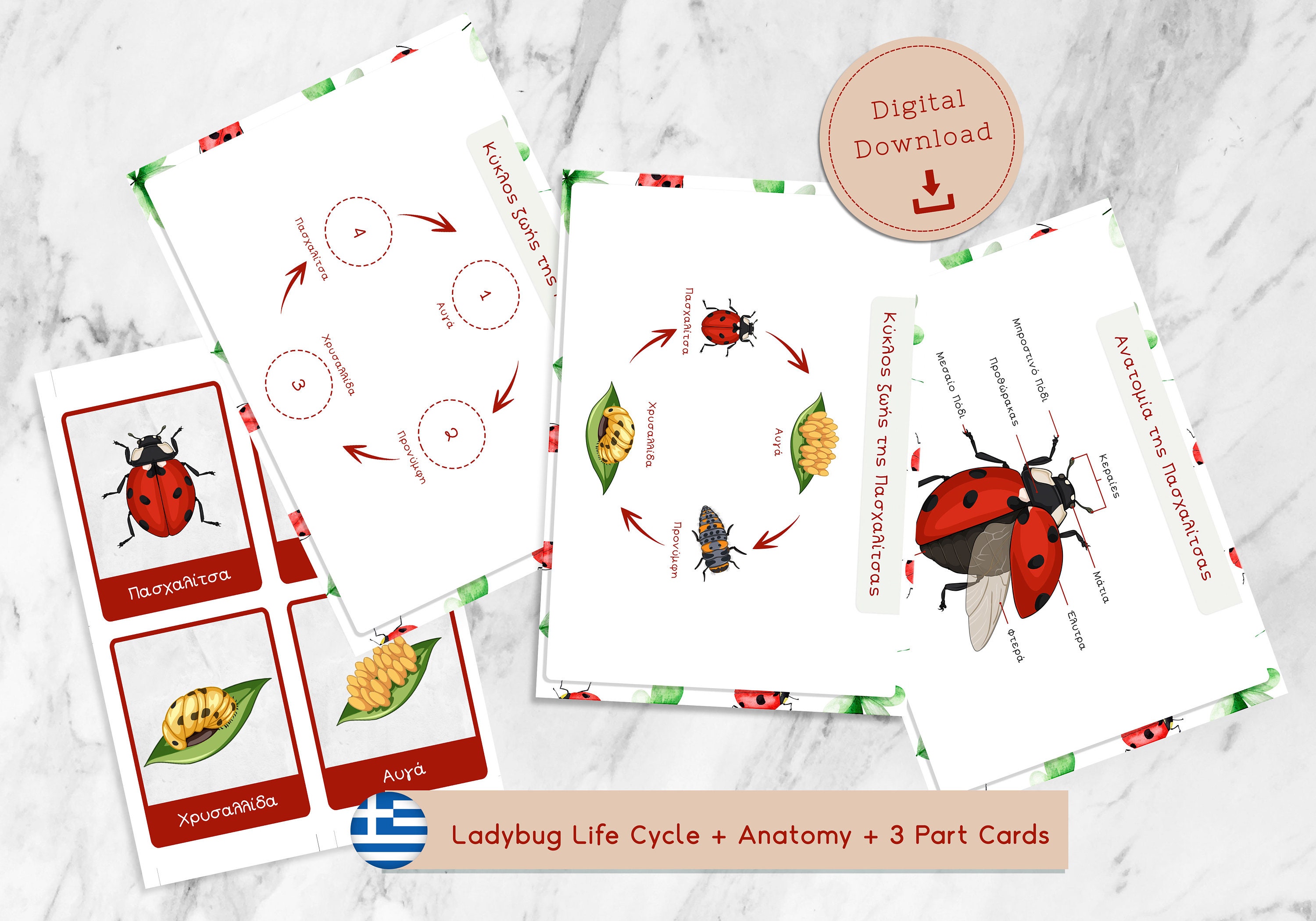 Greek Ladybug Life Cycle Anatomy 3 Part Cards Montessori Learning ...