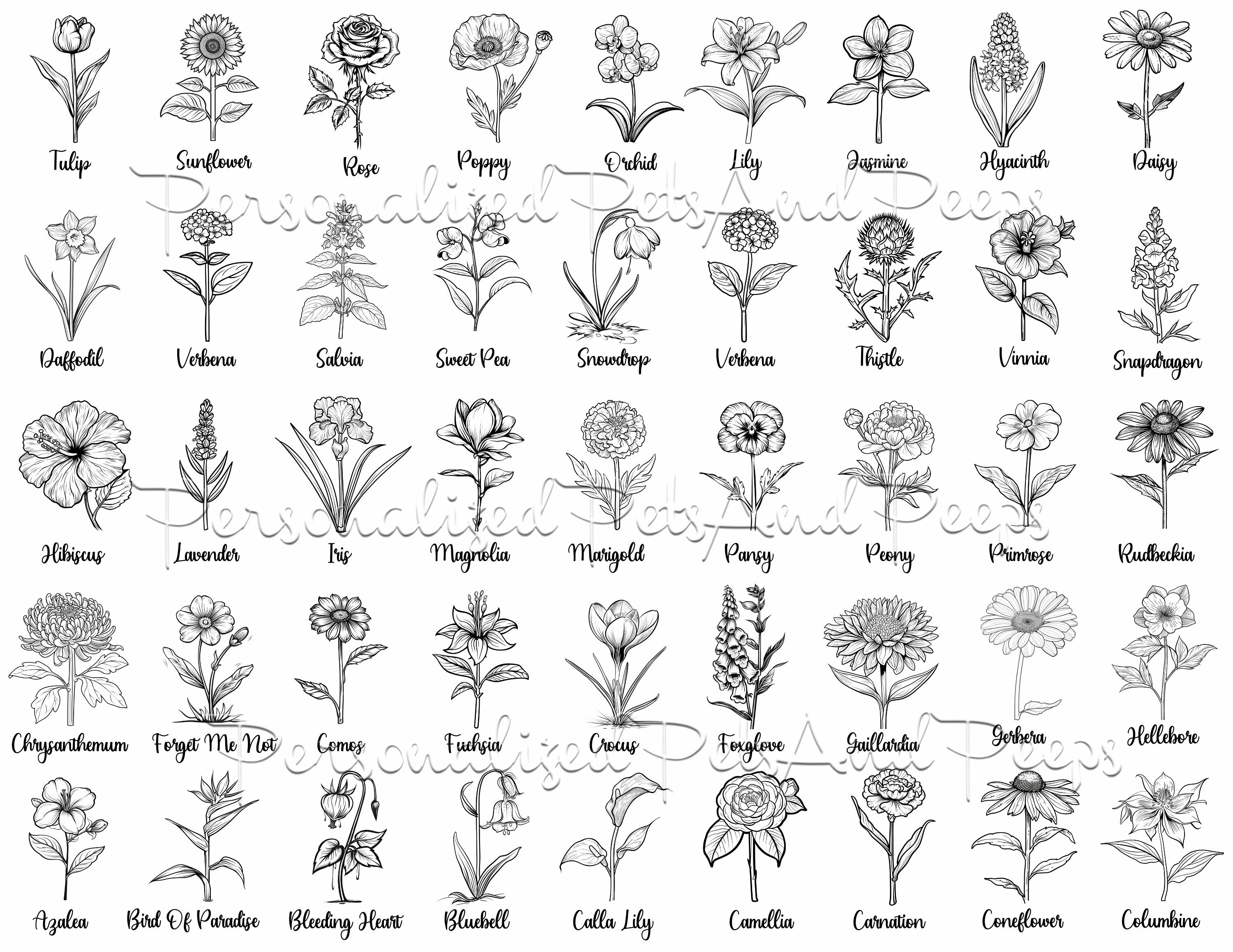 Single Flowers With Names Clipart Set of 45, Flower Sketch, Floral PNG ...