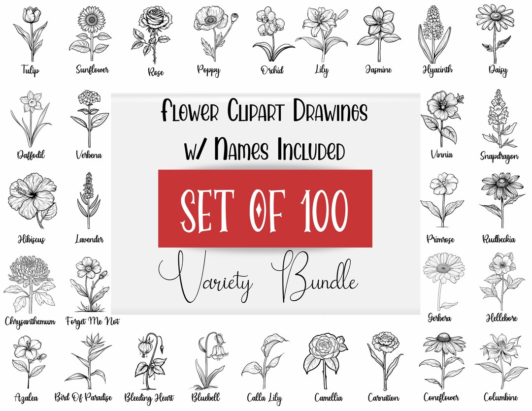 Single Flower Designs With Names Clip Art Set of 100, Flower Sketch ...