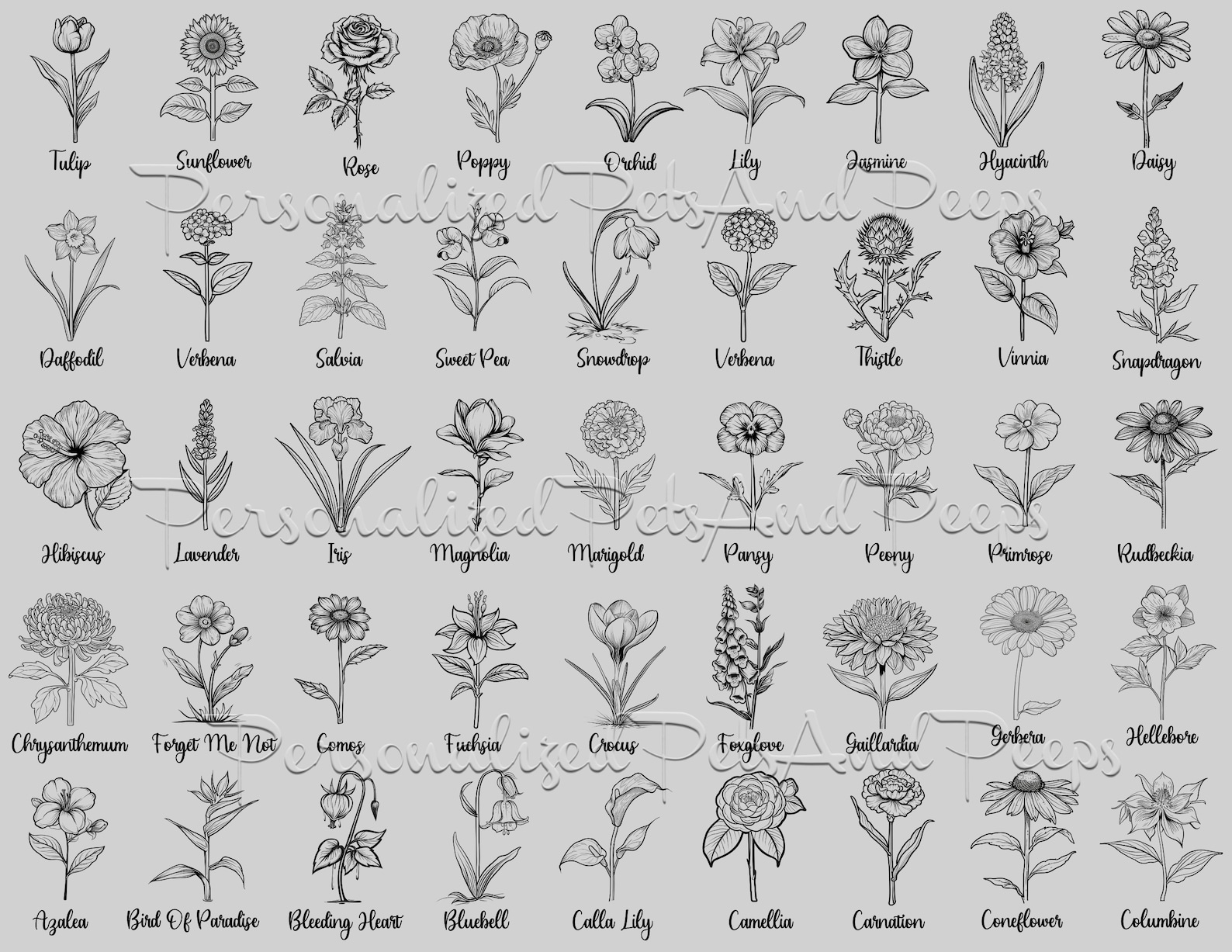 Single Flowers With Names Clipart Set of 45, Flower Sketch, Floral PNG ...