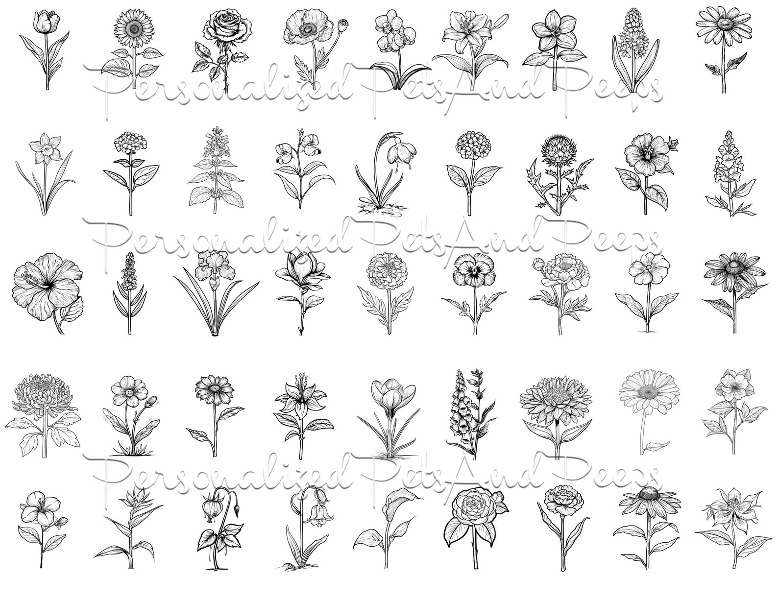 Single Flowers With Names Clipart Set of 45, Flower Sketch, Floral PNG ...