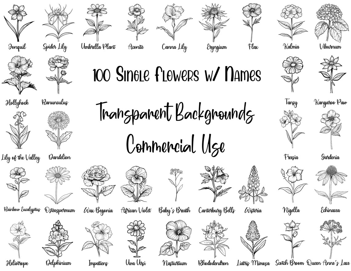 Single Flower Designs With Names Clip Art Set of 100, Flower Sketch ...