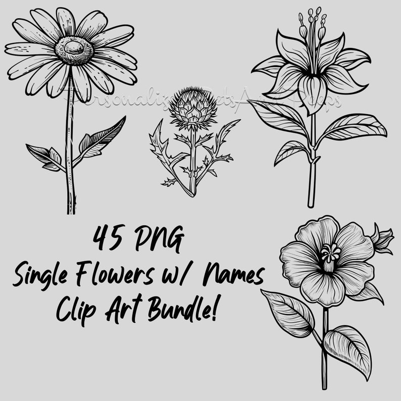 Single Flowers With Names Clipart Set of 45, Flower Sketch, Floral PNG ...