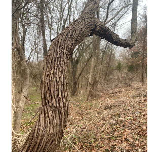 Rustic Grapevine - Etsy