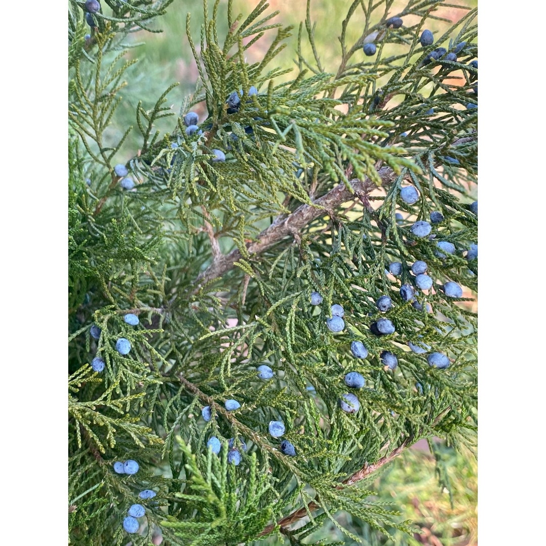 Eastern Red Cedar Boughs - FRESH Cut Eastern Red Cedar 18-22 ...