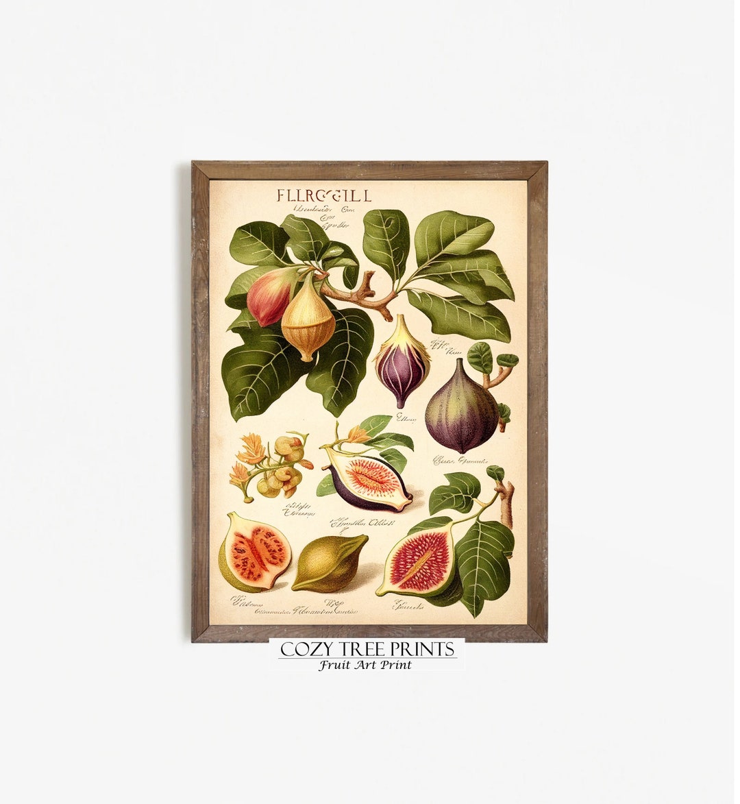 Printable Fig Botanical Varieties, Fruit Art Print, Wall Art Digital ...