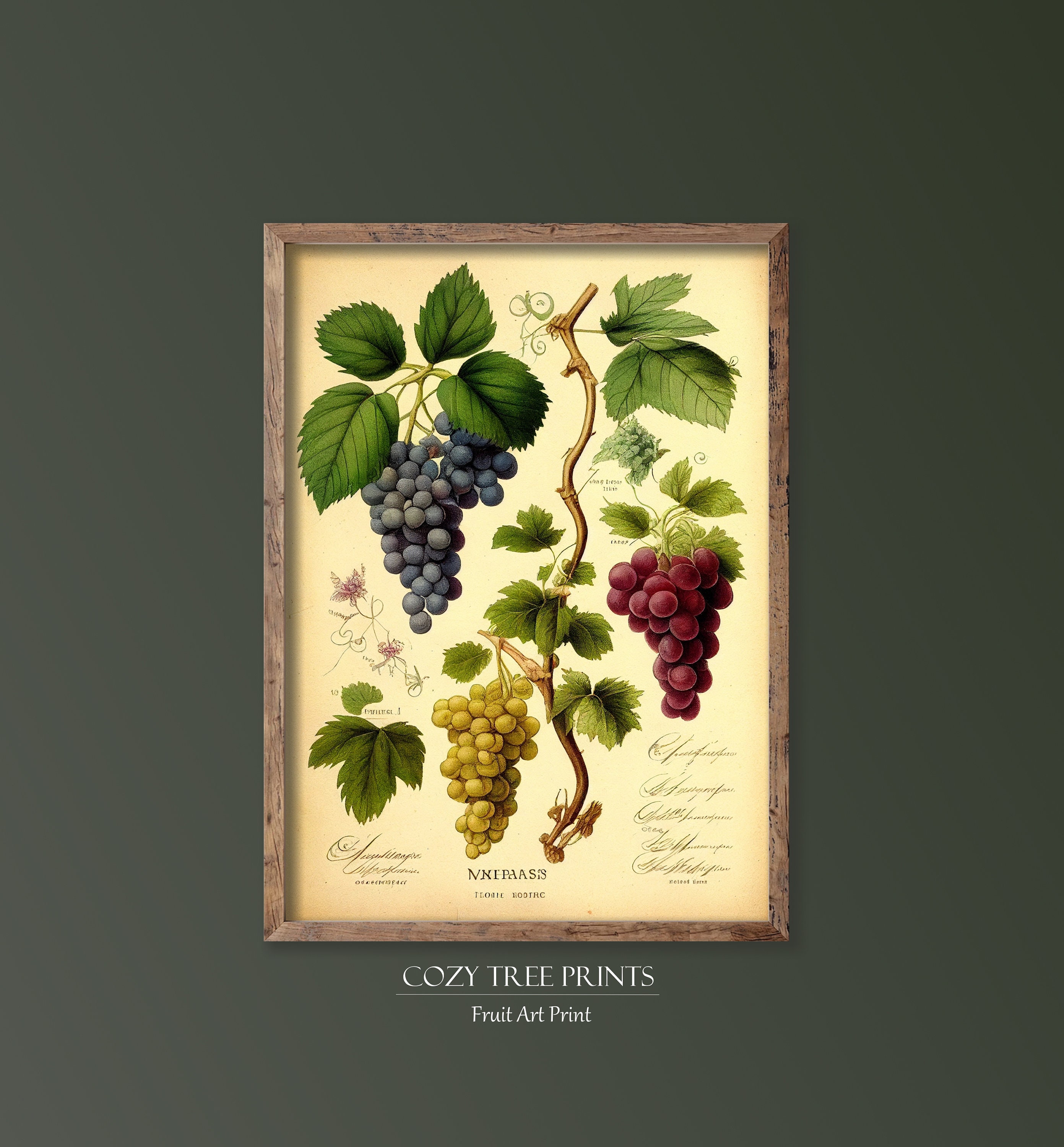 Printable Grapes Botanical Varieties, Fruit Art Print, Wall Art Digital ...