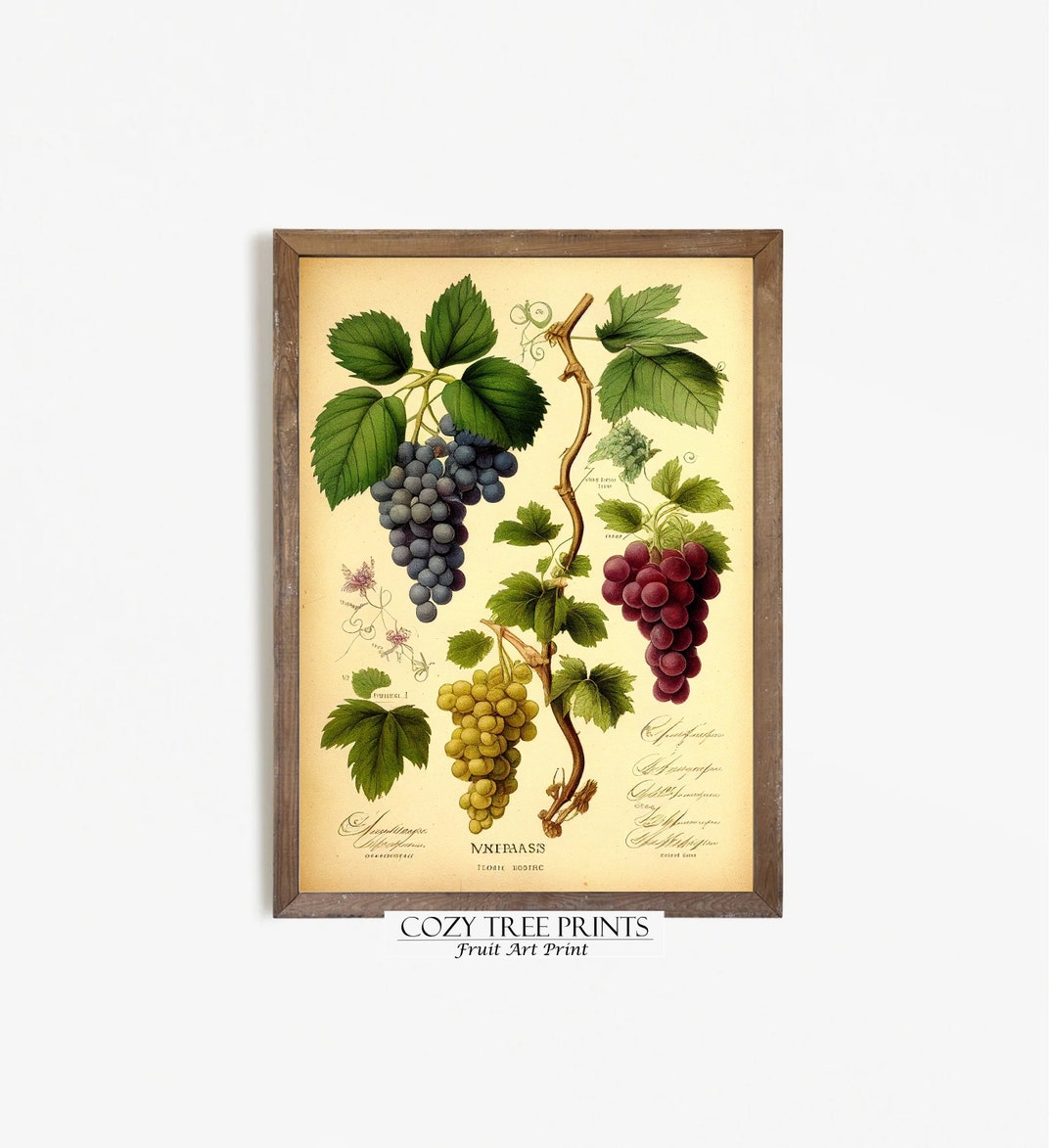 Printable Grapes Botanical Varieties, Fruit Art Print, Wall Art Digital ...