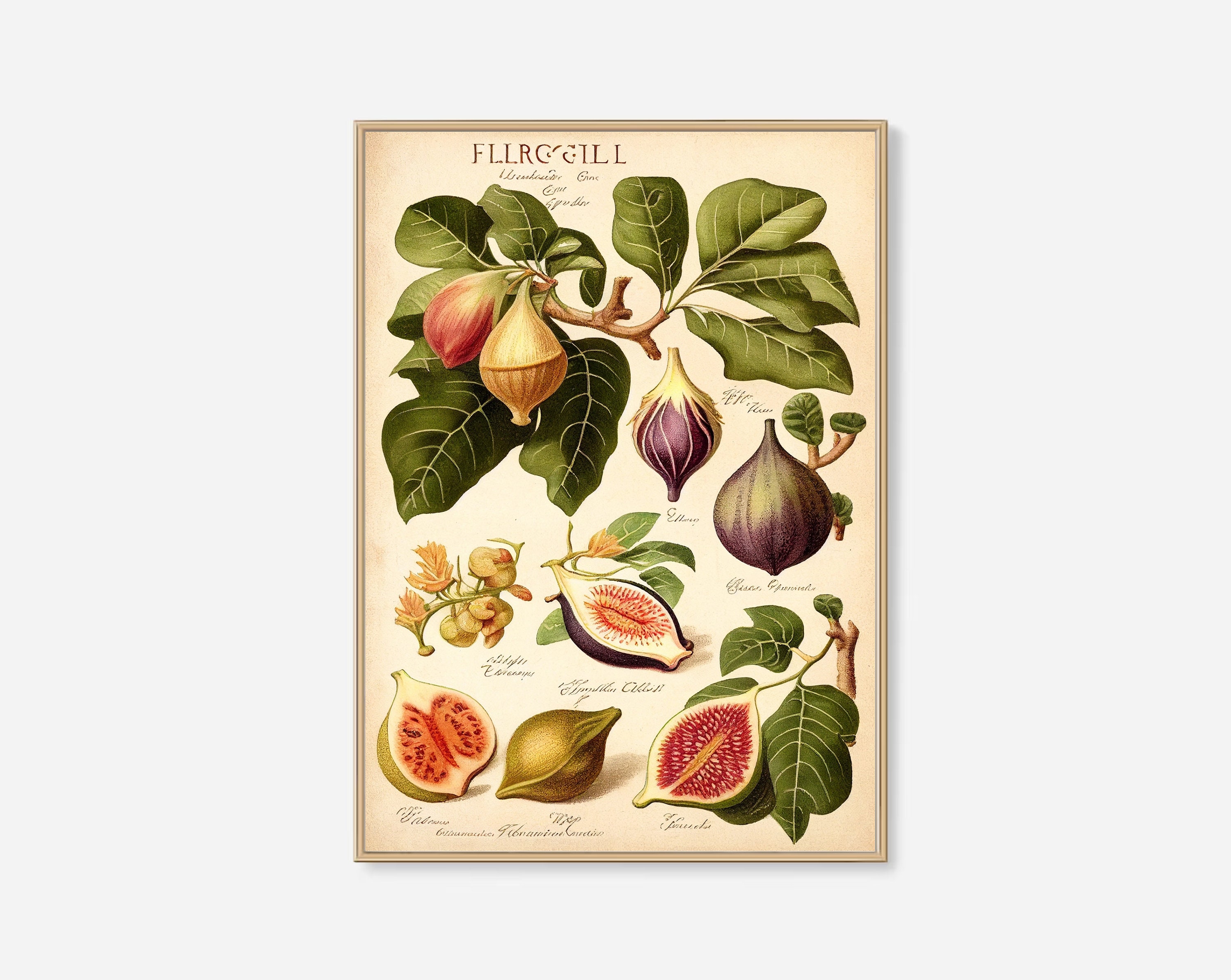 Printable Fig Botanical Varieties, Fruit Art Print, Wall Art Digital ...