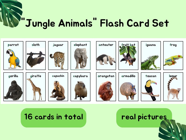 Jungle Animals Flash Card Set Version Two - Etsy