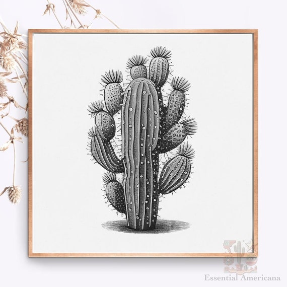 Cactus Plant Drawing