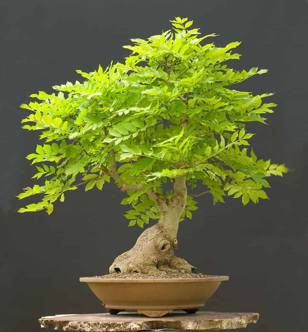Fraxinus Chinensis Bonsai, Chinese Ash Deciduous Tree – 10 Viable Seeds ...
