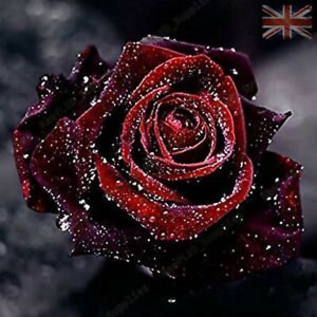 Rare True Blood Rose Flower Seeds - Garden Plants – 10x Viable Seeds ...