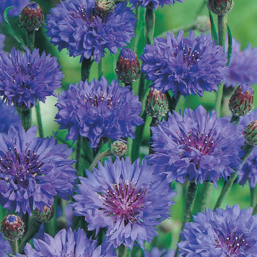 Cornflower Blue Ball - Centaurea Cyanus - Annual - 20 Seeds - Etsy UK