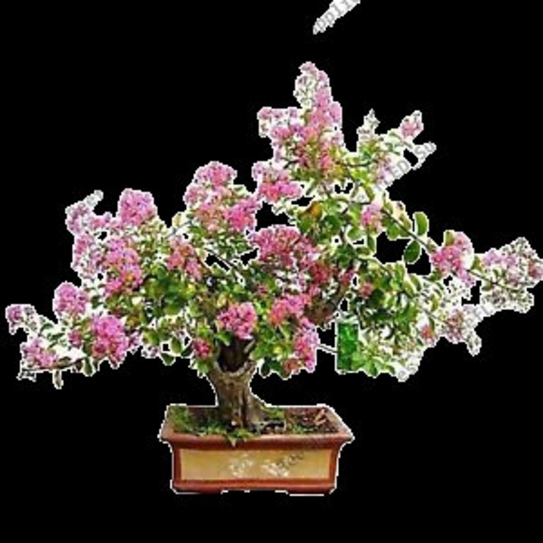 Lagerstroemia Indica Crepe Myrtle Bonsai Shrub – 10 Viable Seeds - Etsy UK