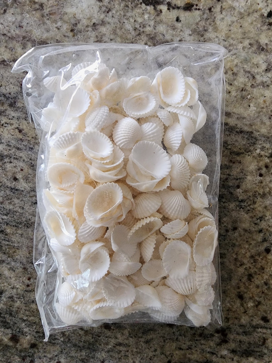 Bag of Small White Sea Shells - Etsy