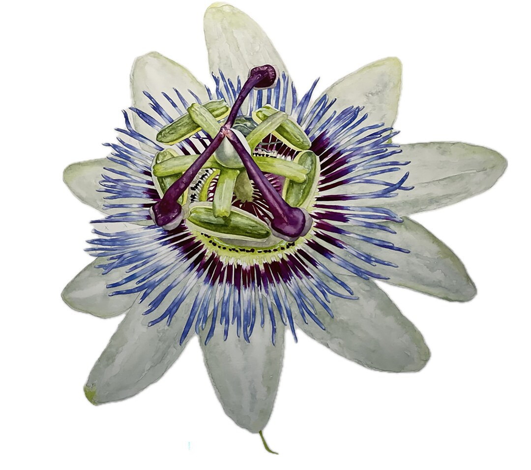 Passionate PASSIFLORA Watercolor Print of Painting by Gardening Artist Stacy Ann Pugh. Botanical ...