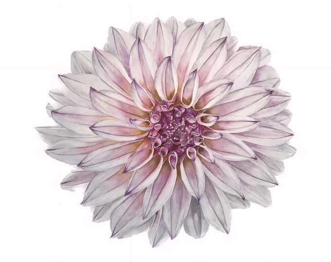 One Brandon James Dahlia Tuber Brandon James Dahlia Tuber Peach White ...