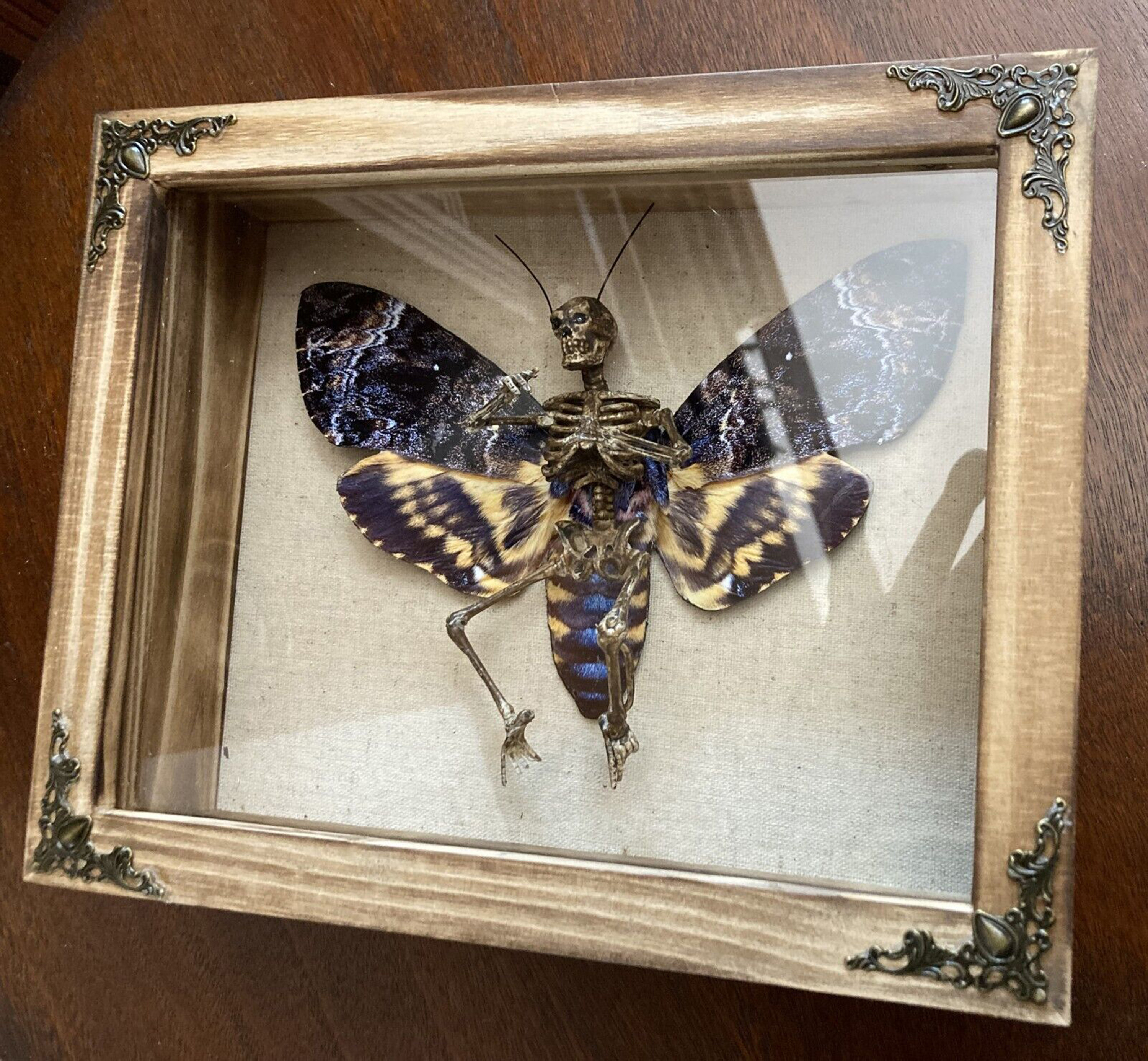 Death's Head Hawk Moth mummified Skeleton Bat 3D Mixed Media Art in ...