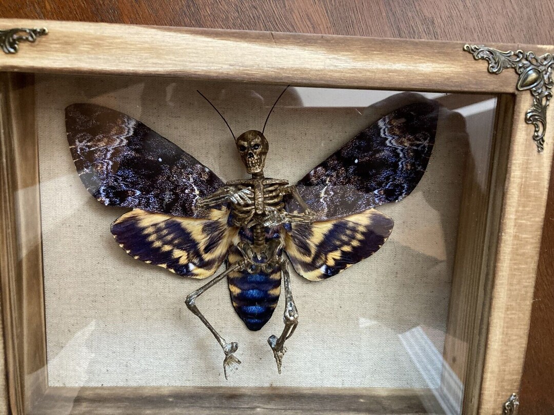 Death's Head Hawk Moth mummified Skeleton Bat 3D Mixed Media Art in ...