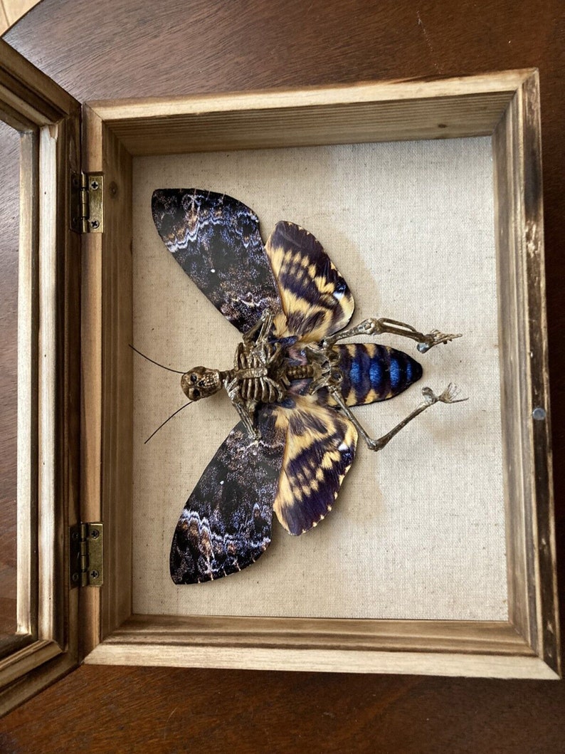Death's Head Hawk Moth mummified Skeleton Bat 3D Mixed Media Art in ...