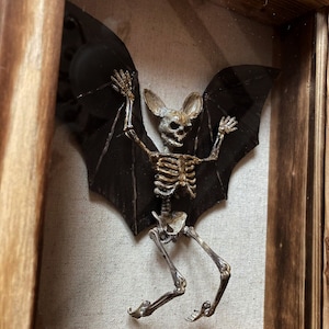 Mummified Skeleton Bat 3D Mixed Media Art - Etsy