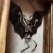 Mummified Skeleton Bat 3D Mixed Media Art - Etsy