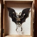 Mummified Skeleton Bat 3D Mixed Media Art - Etsy