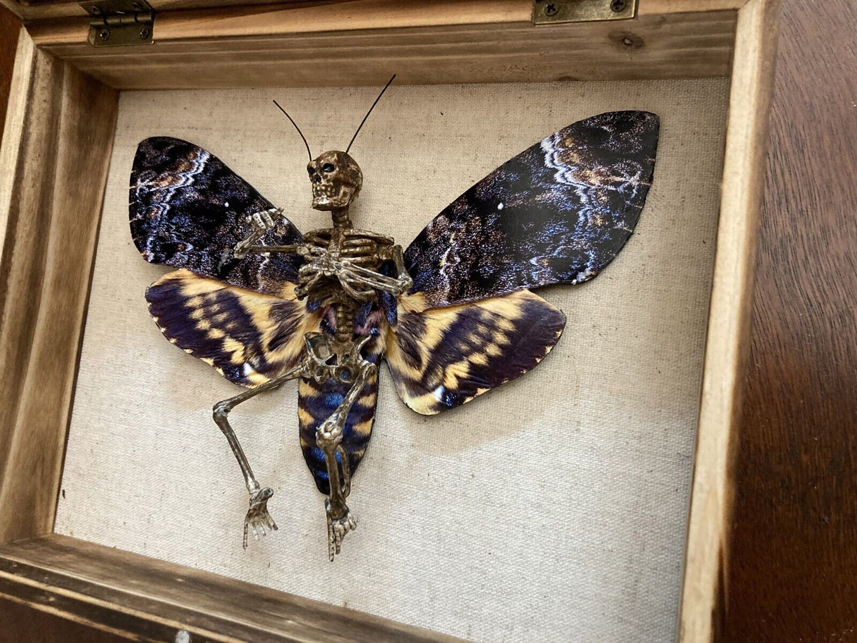 Death's Head Hawk Moth mummified Skeleton Bat 3D Mixed Media Art in ...